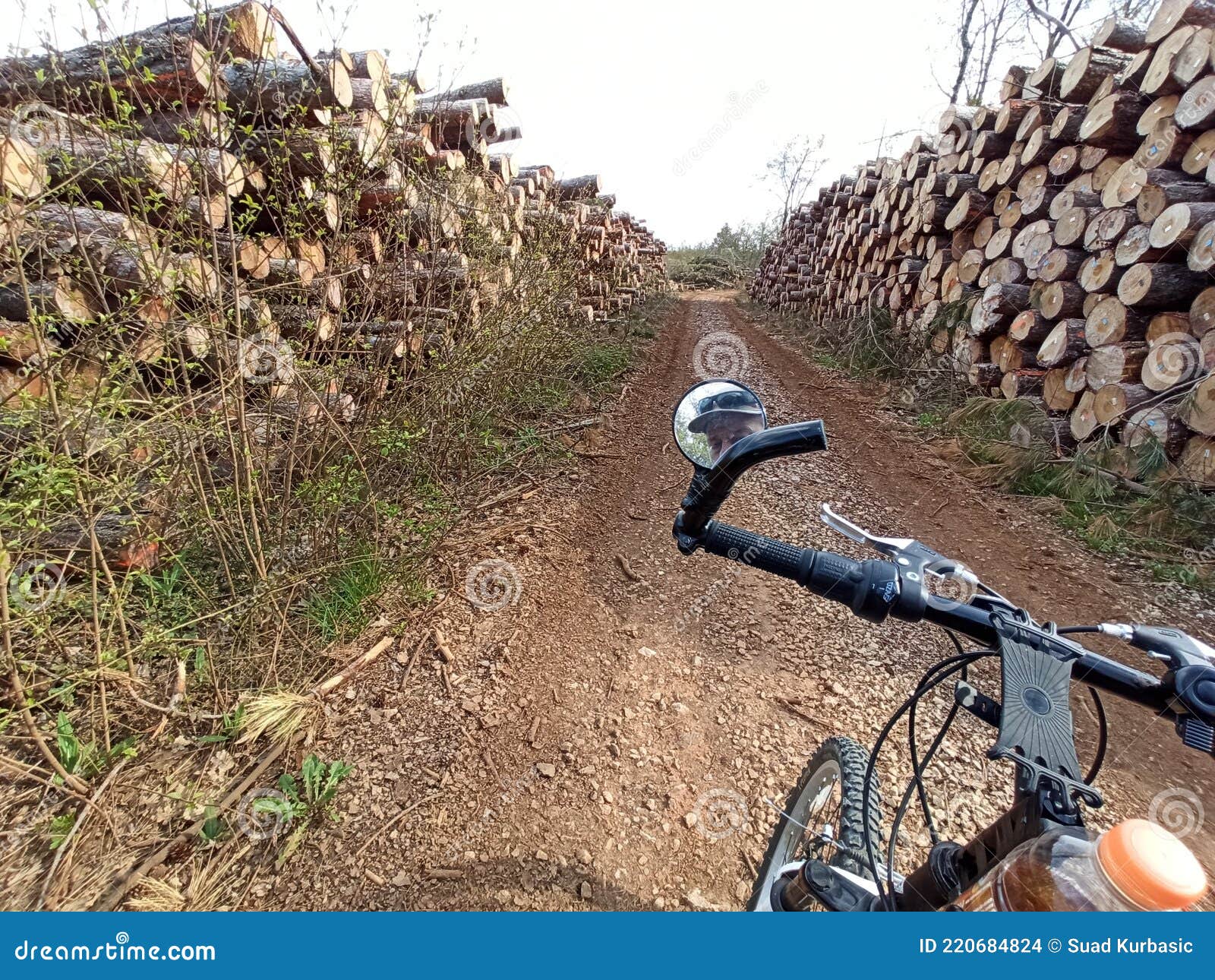 Forest Gone Bye Bye Off Road Stock Photo - Image of forest, road: 220684824