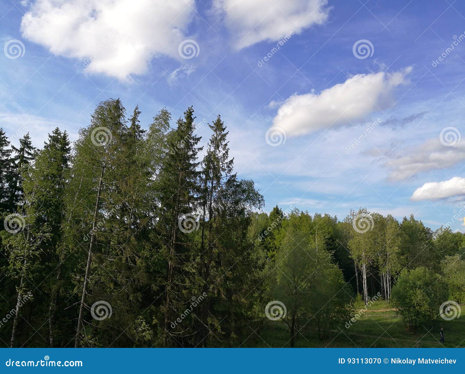 Forest stock photo. Image of tree, good, weather, forest - 93113070