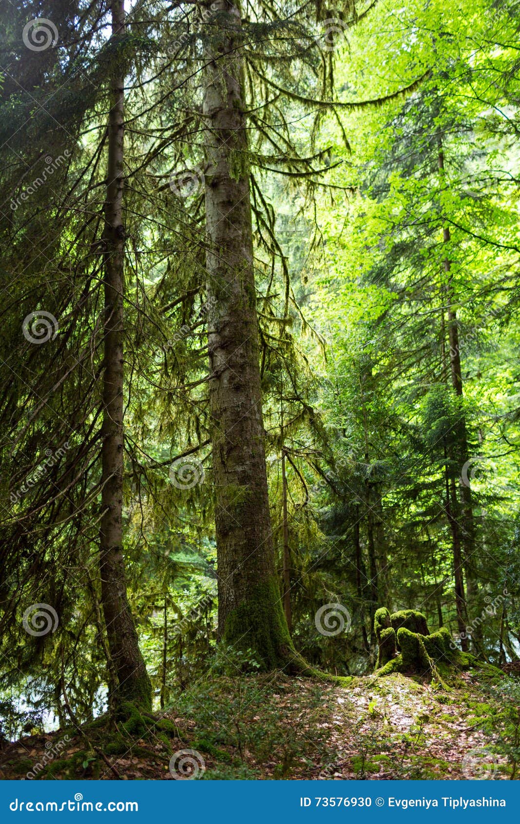 Forest in the gorge stock photo. Image of outdoors, travel - 73576930