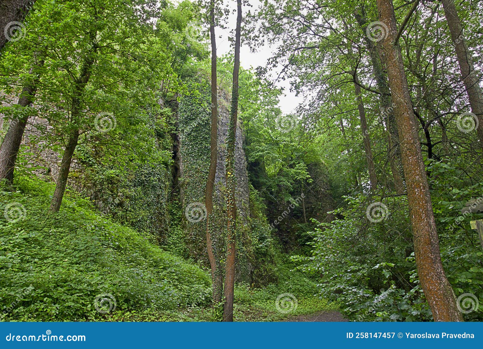 Forest gorge landscape stock image. Image of outdoors - 258147457