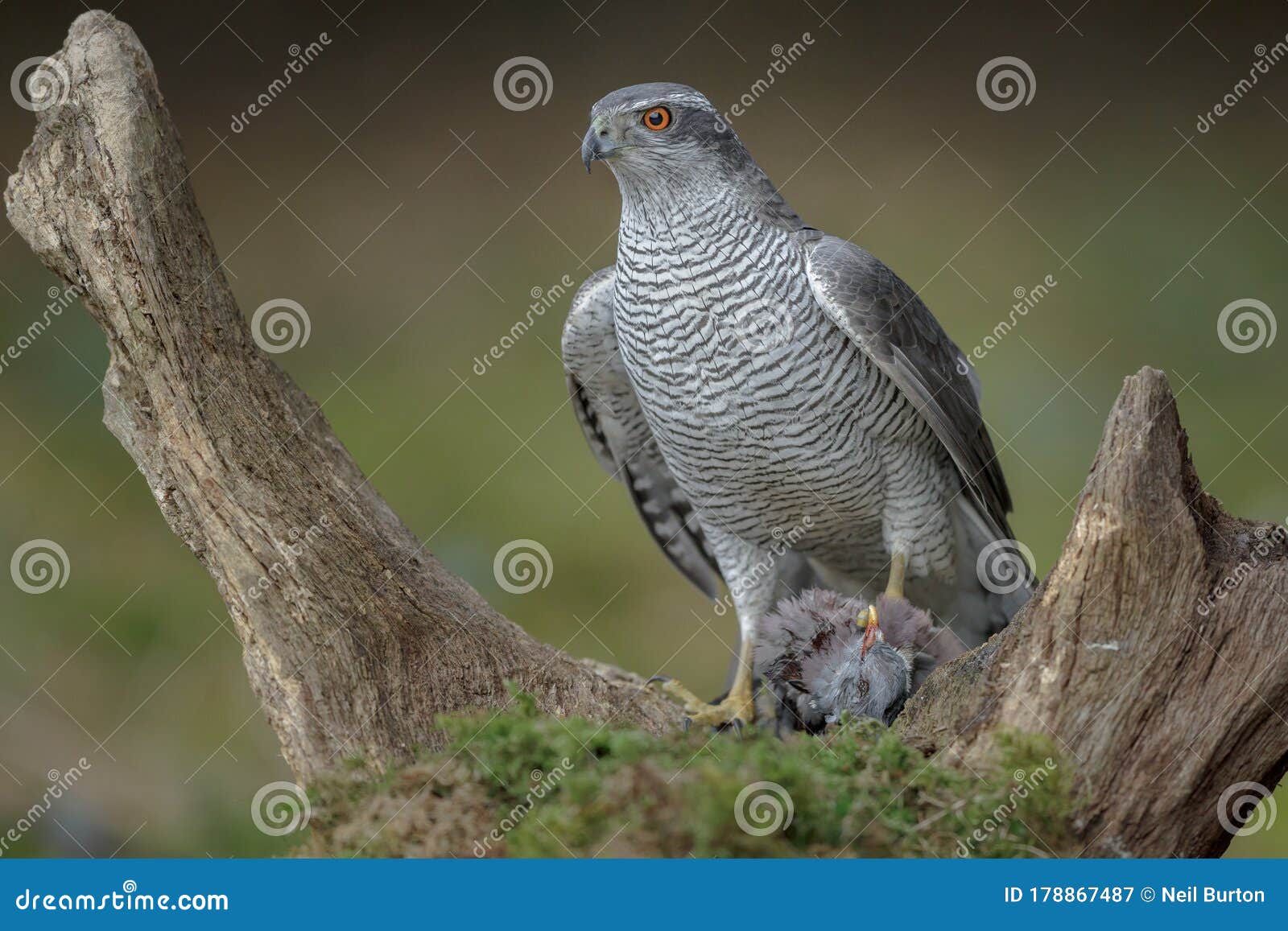 Forest Goshawk with Wood Pigeon Stock Image - Image of outdoor, adult ...