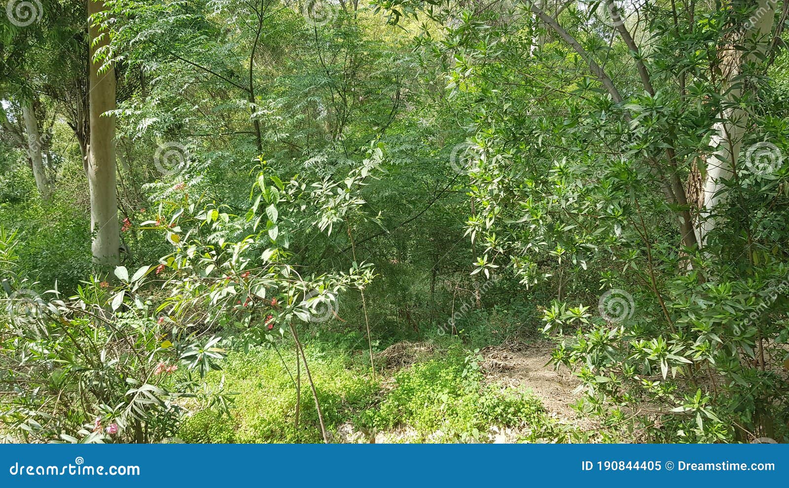 Forest with grass stock image. Image of deciduous, meadow - 190844405