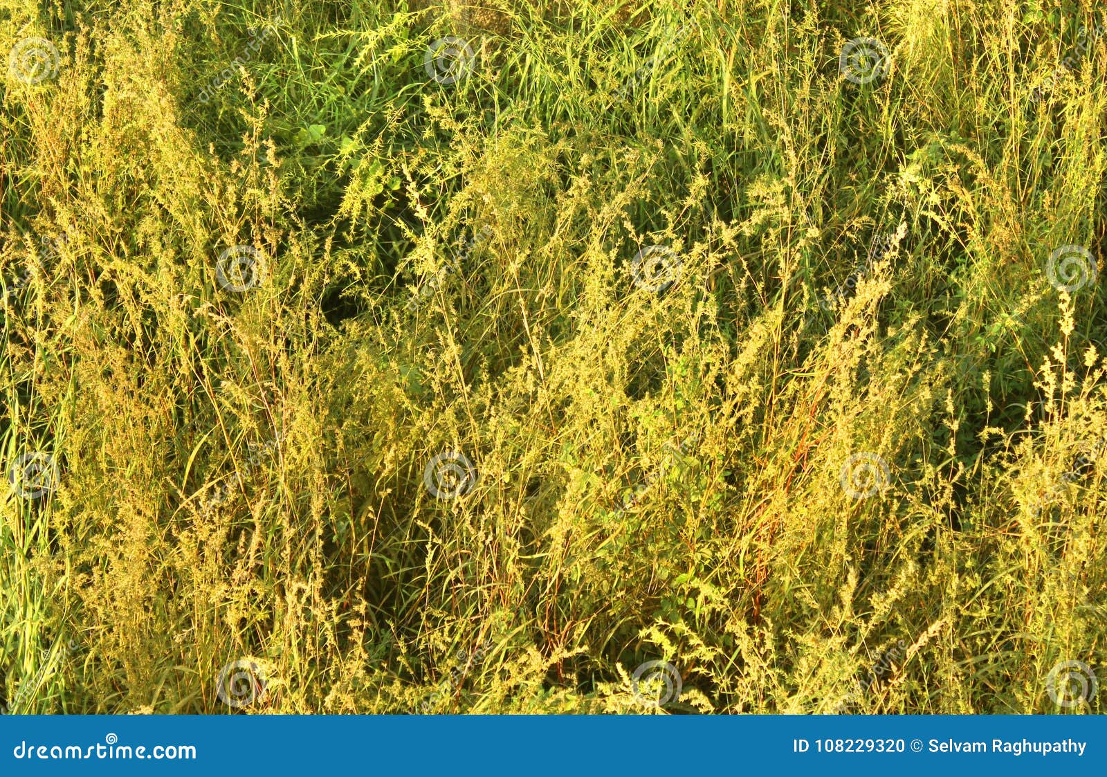 Forest Grass Field with Sunset Texture Background Stock Photo - Image ...