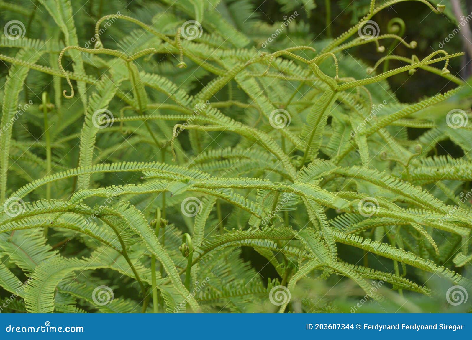 Forest grass stock photo. Image of natural, forest, grass - 203607344
