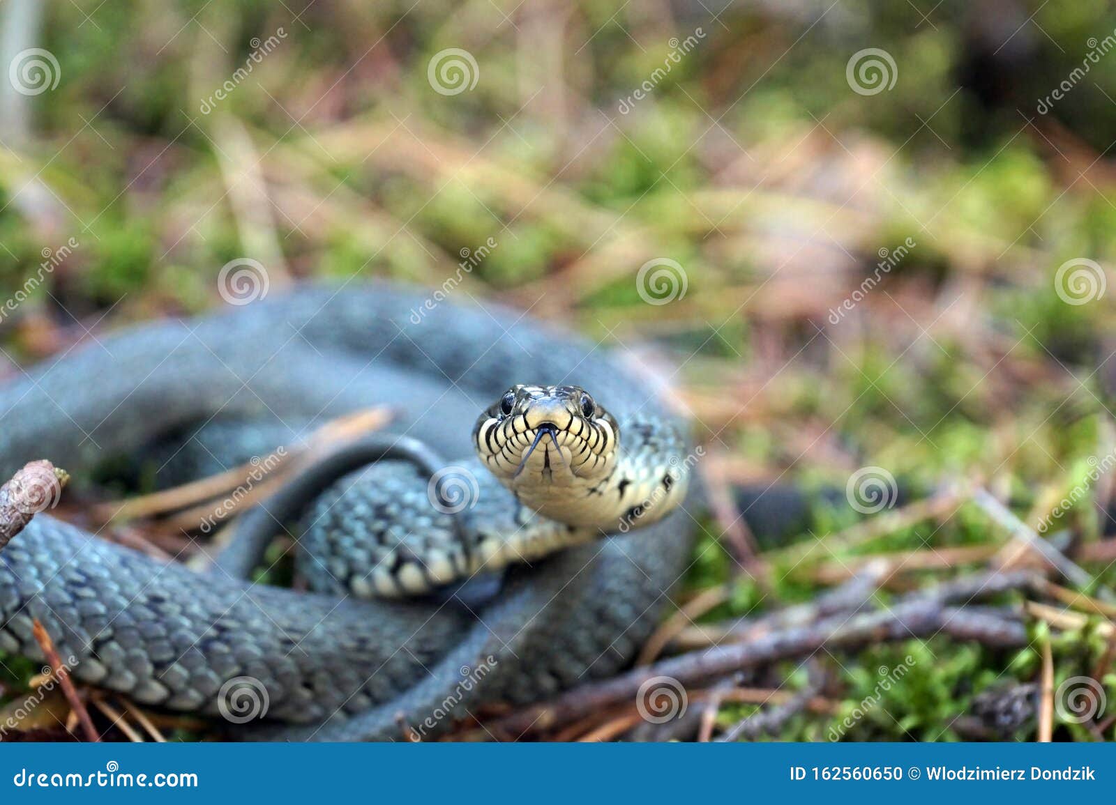 In the Forest. Grass Snake in a Defensive Position Stock Photo - Image ...
