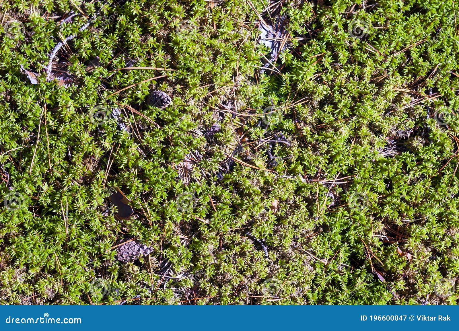 Forest Grass Texture. stock image. Image of beautiful - 196600047