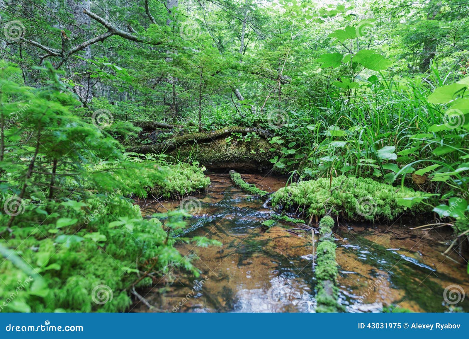 Forest grass stock image. Image of plants, river, stream - 43031975