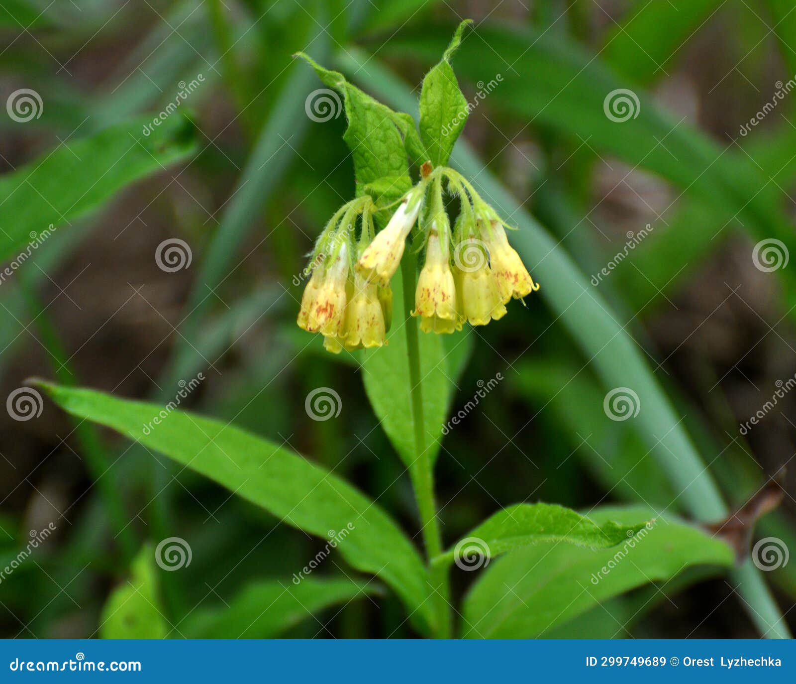 In the Forest among the Grasses Blooms Yellow Comfrey Small Cupped ...