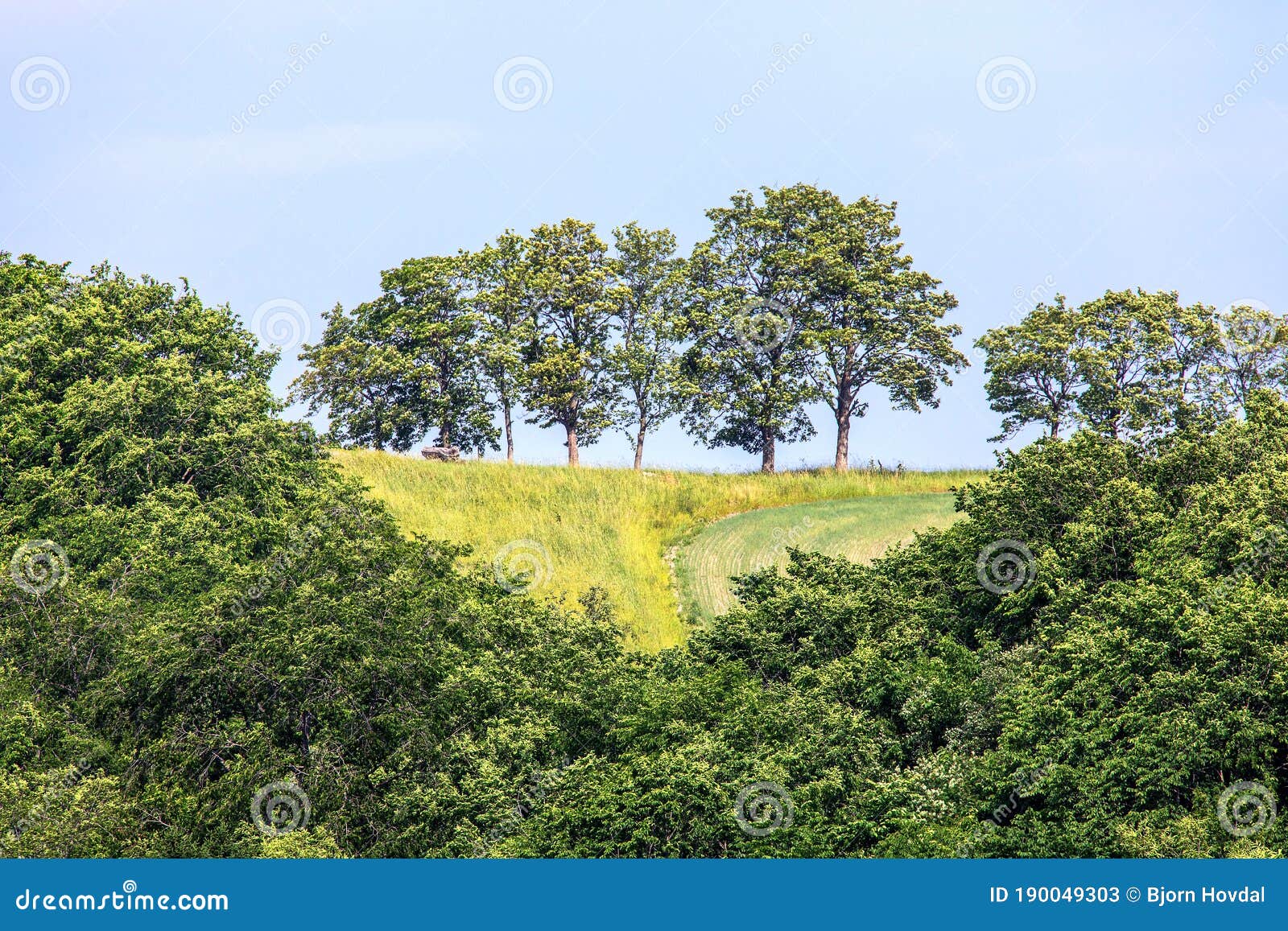 Forest opening stock image. Image of hill, landscape - 190049303