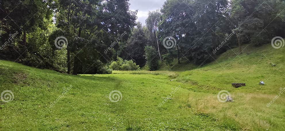 Forest grassy clearing stock photo. Image of green, yard - 328849744