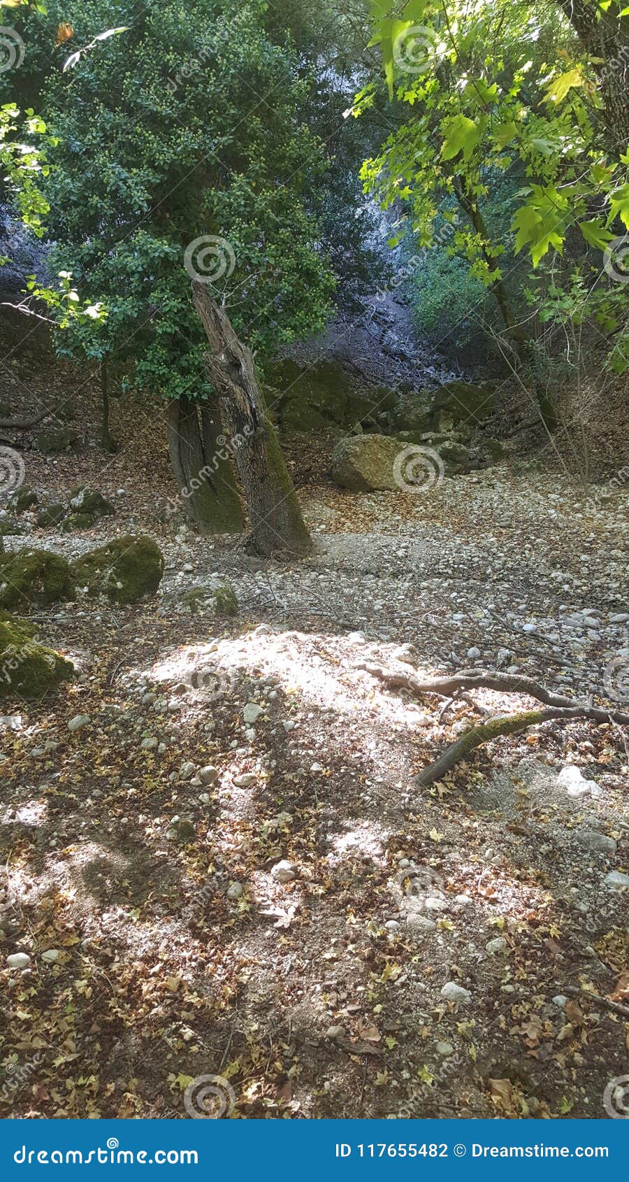 Forest in Greece stock photo. Image of greek, dark, forest - 117655482
