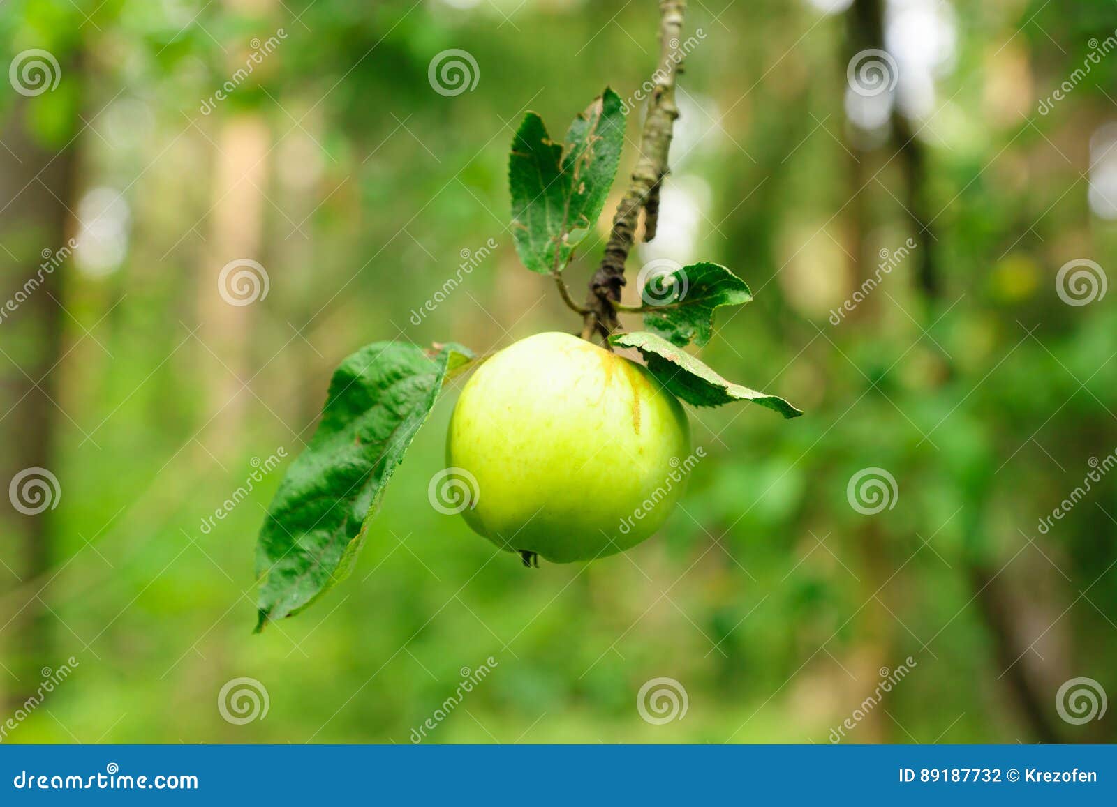 Forest Green Apple on a Branch Stock Photo - Image of plant, green ...