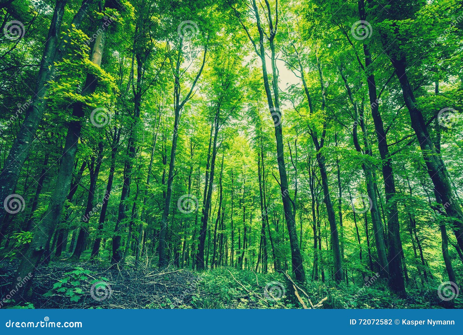 Forest in green colors stock photo. Image of deciduous - 72072582