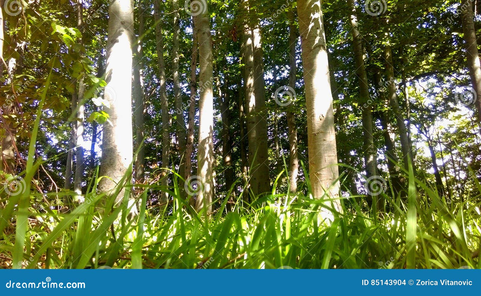 Forest with green grass stock photo. Image of area, trees - 85143904