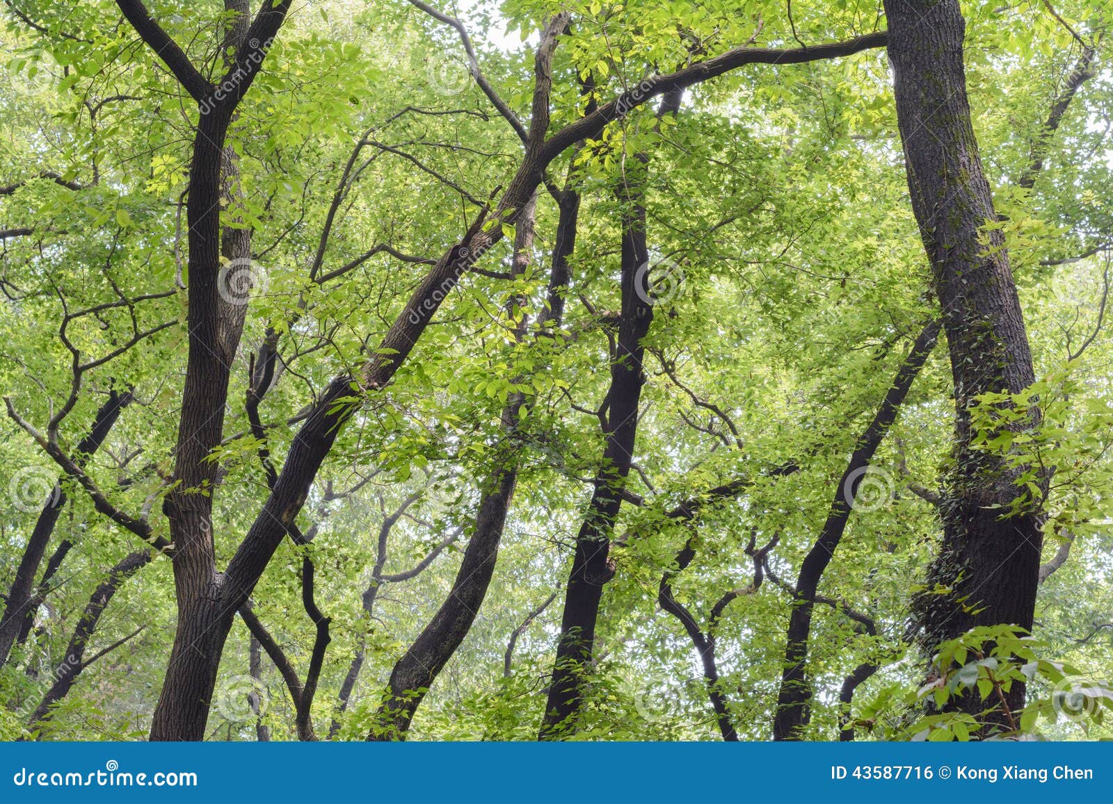 Forest stock photo. Image of green, bole, jagged, forest - 43587716