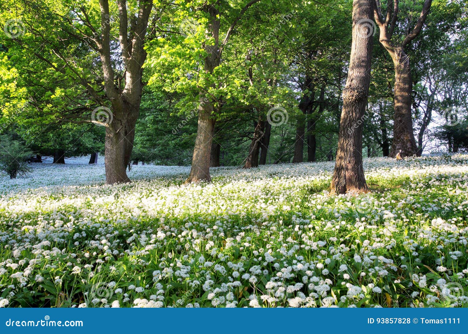 Forest Green Landscape with Tree and White Flowers Stock Photo - Image ...