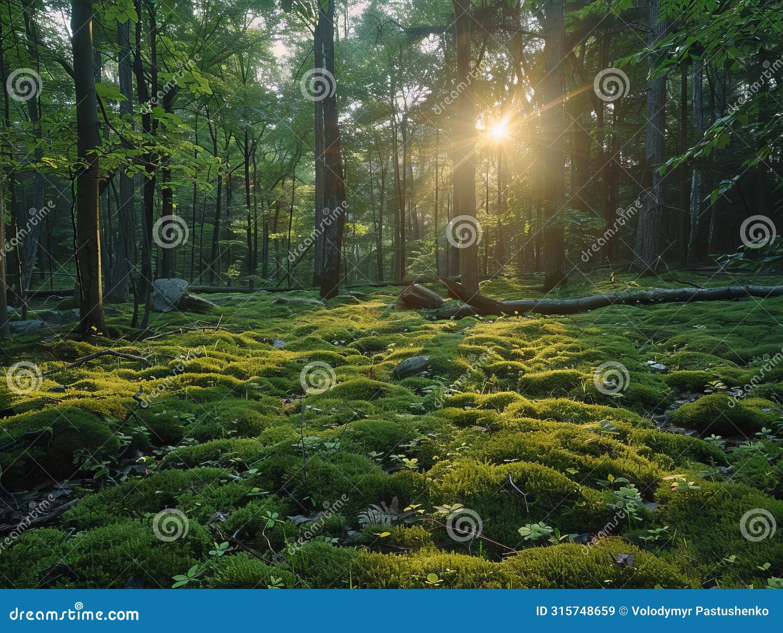 A Forest with Green Moss and Trees Stock Image - Image of grove ...