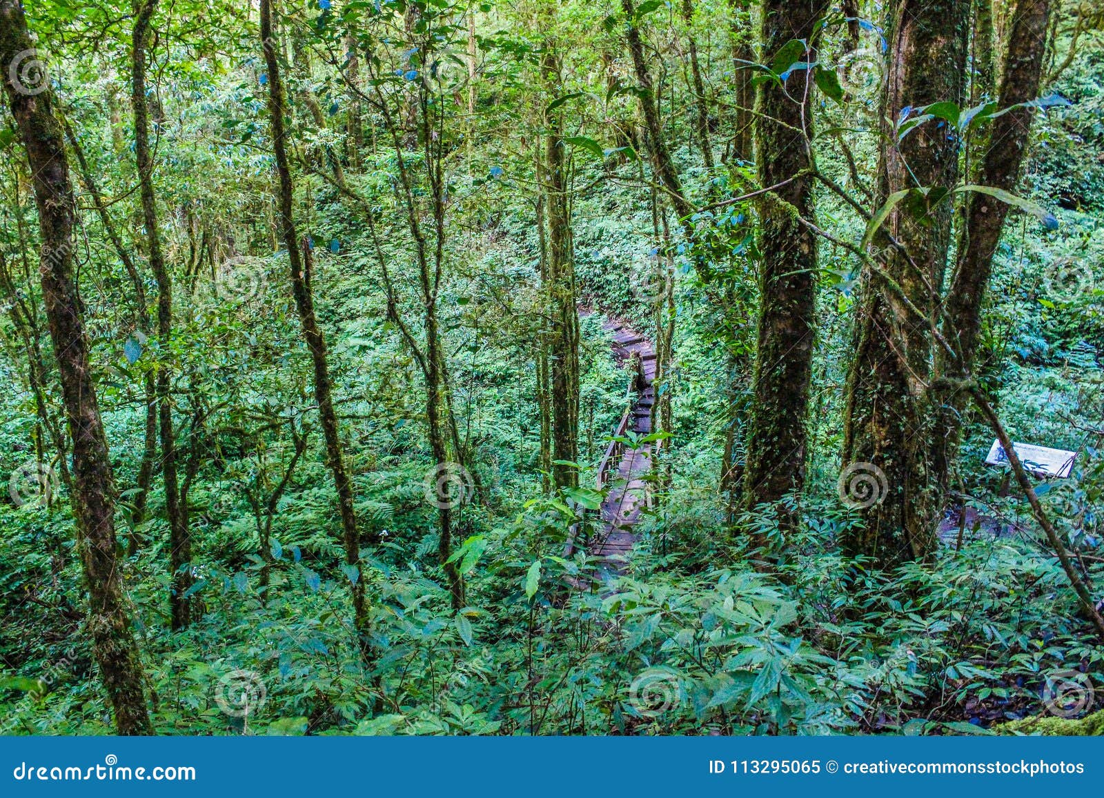 Forest With Green Plants And Trees Picture. Image: 113295065