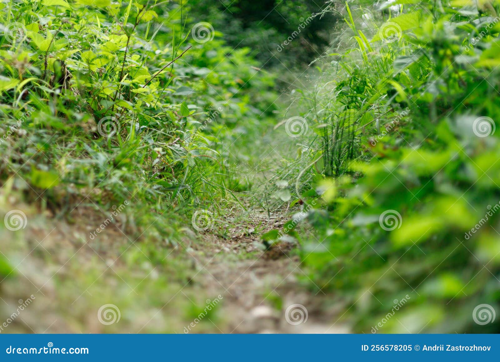 Forest Green Trail in the Grass, Hike Stock Image - Image of landscape ...