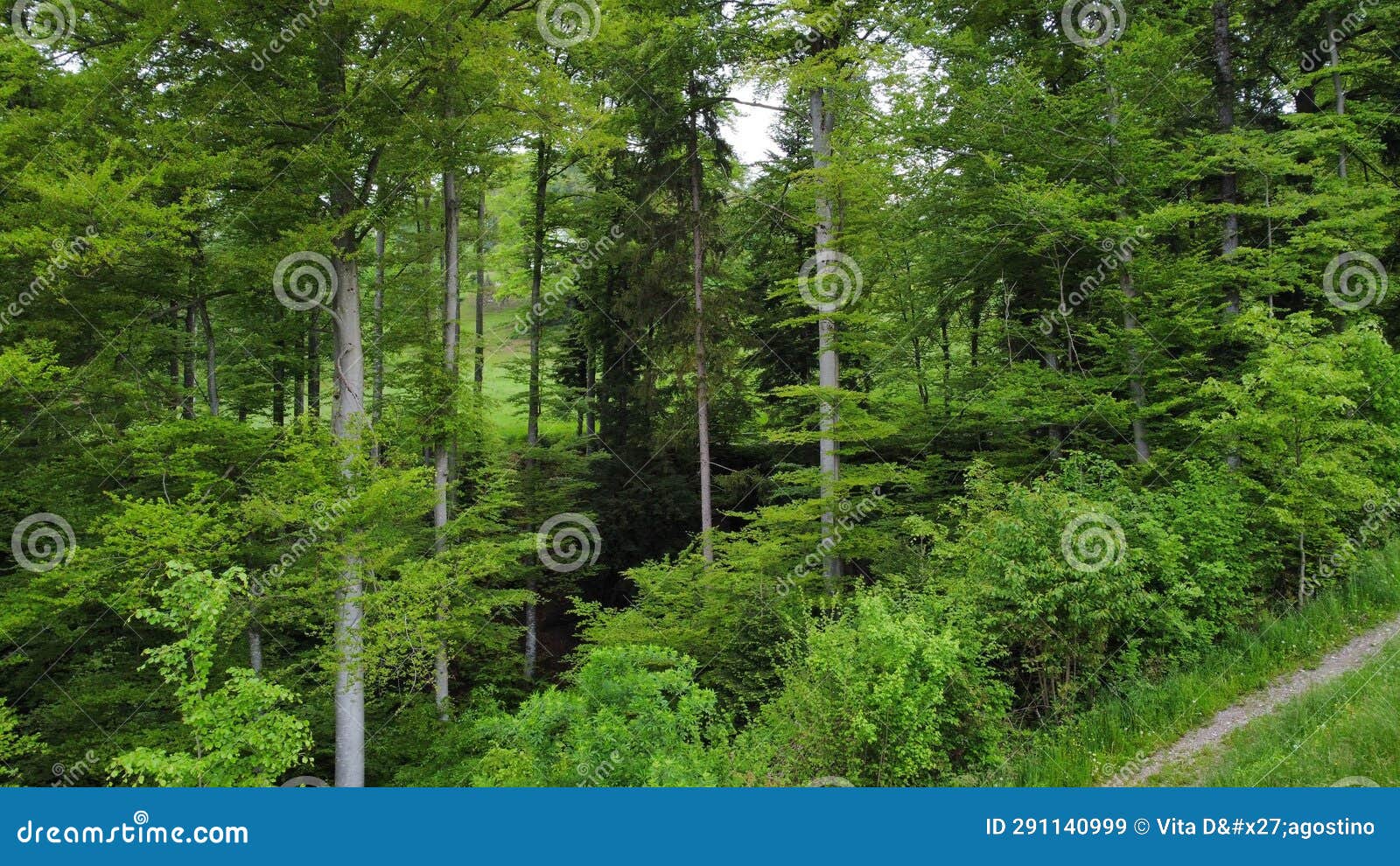 Forest with green trees stock image. Image of forest - 291140999
