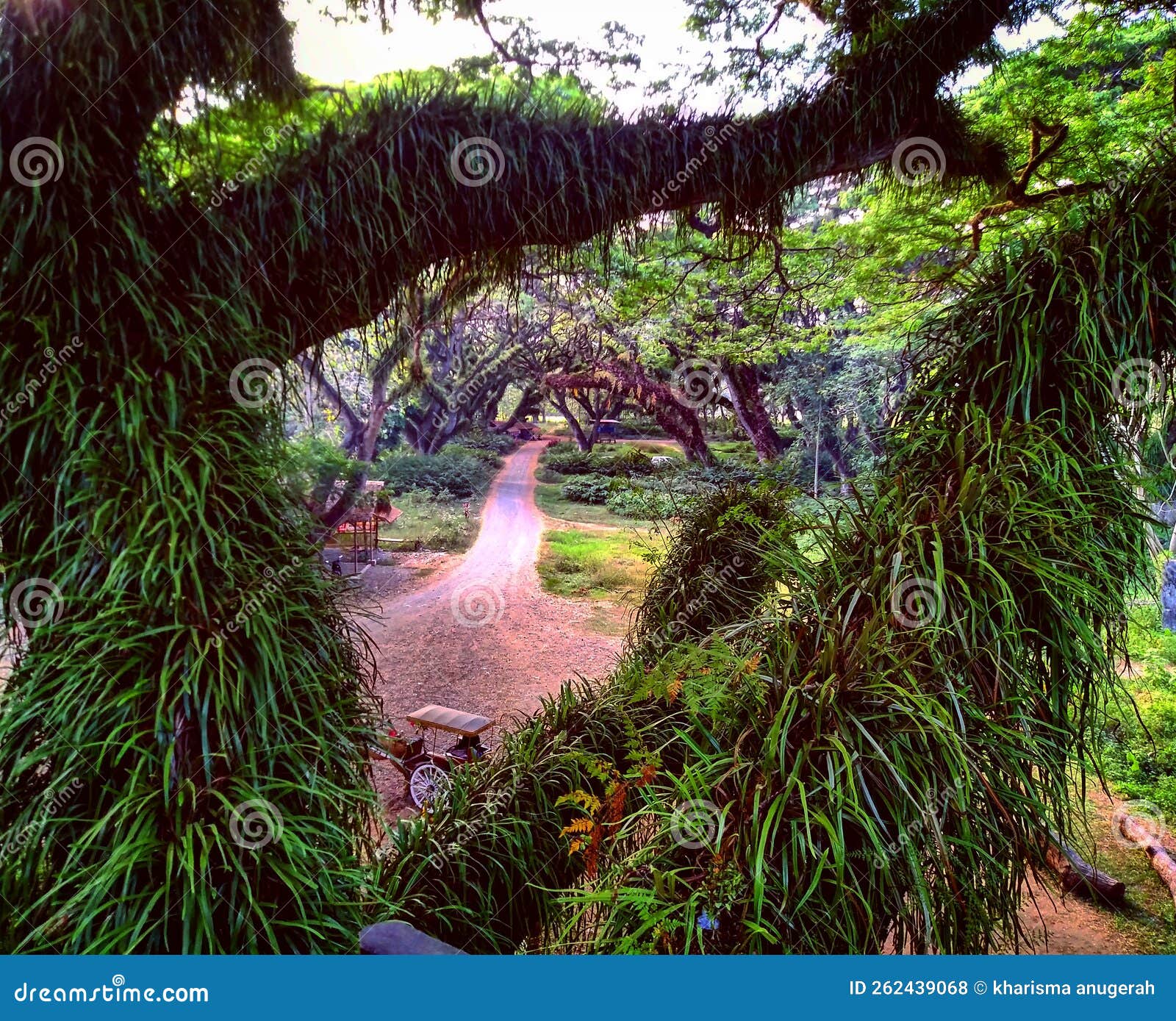 Silent Backyard and Heavy Trees Stock Photo - Image of plant, pond ...