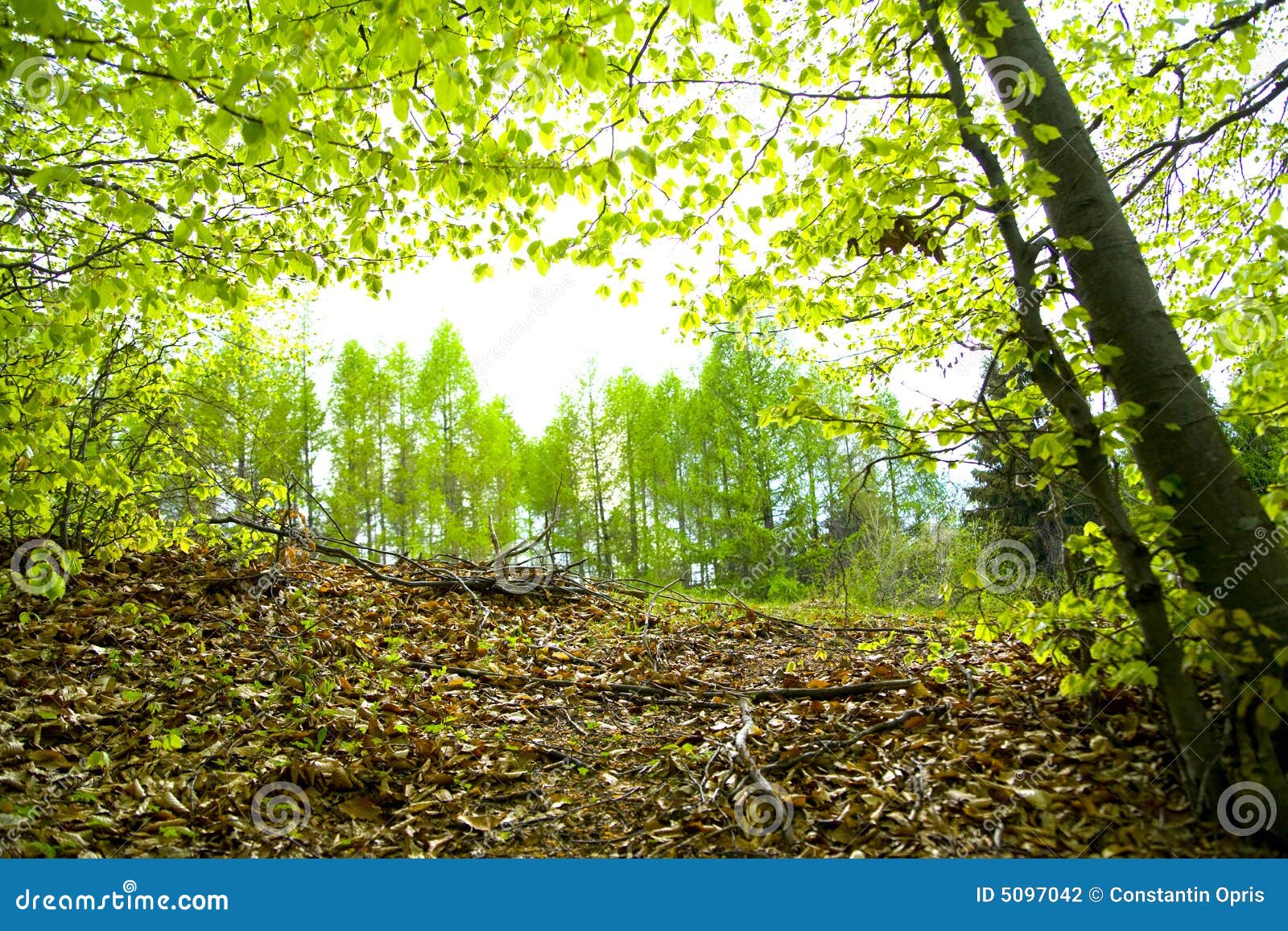 Forest greenery stock photo. Image of greenery, trees - 5097042