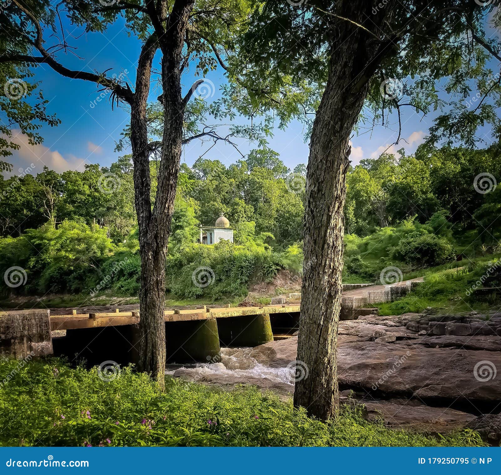 FOREST GREENERY BRIDGE LANDSCAPE VIEW SCENERY Stock Image - Image of ...
