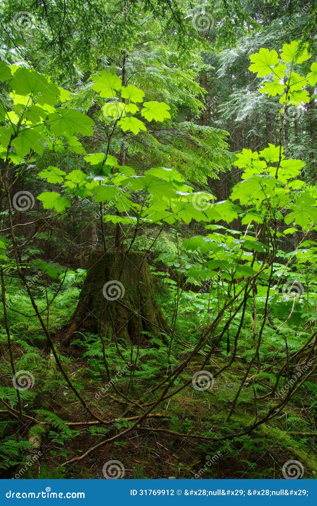 Forest Greenery stock photo. Image of undergrowth, leaves - 31769912