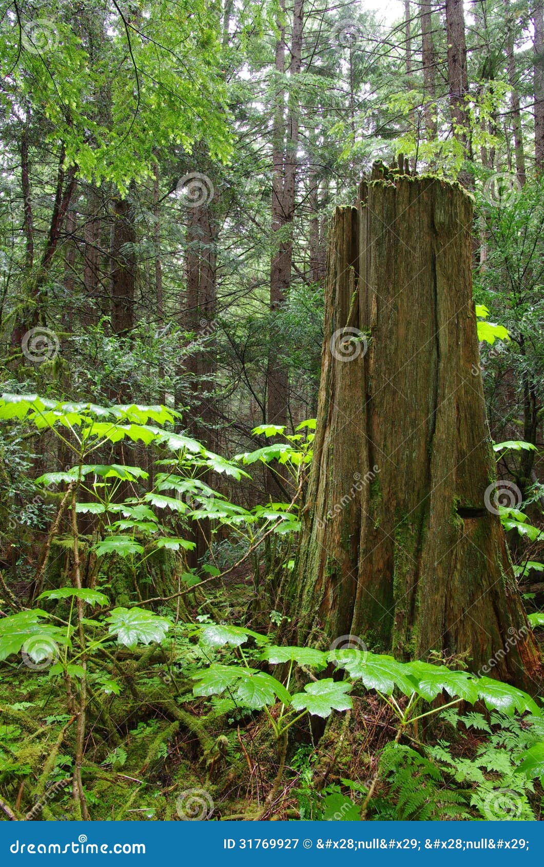 Forest Greenery stock image. Image of moss, wood, vegetation - 31769927