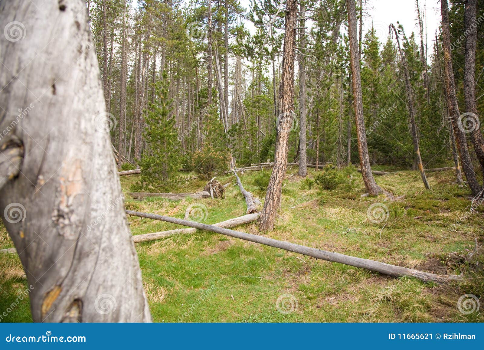 Forest ground stock image. Image of reserve, landscape - 11665621