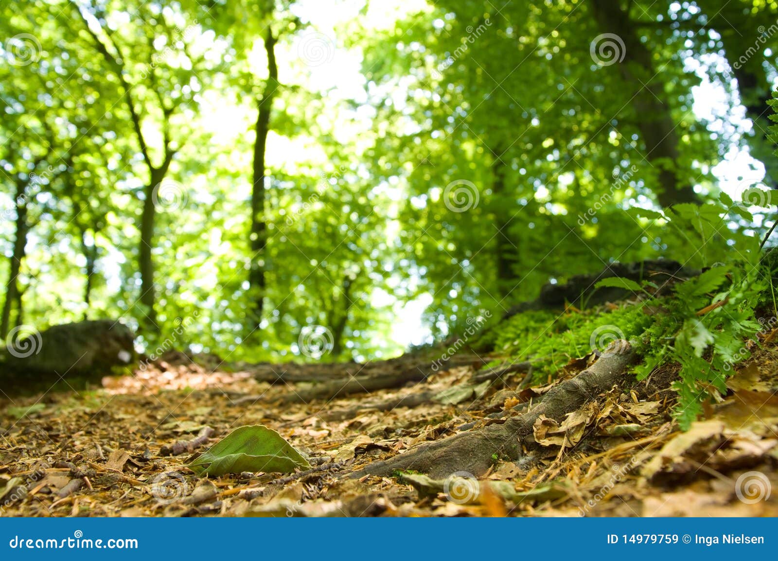 Forest ground stock image. Image of tree, ground, lush - 14979759