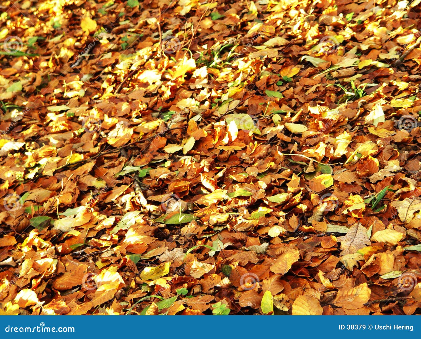 Forest ground stock image. Image of backgrounds, shadows - 38379