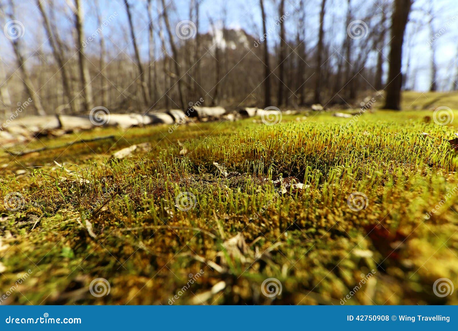 Forest Ground arkivfoto. Bild av ligga, sceniskt, industri - 42750908