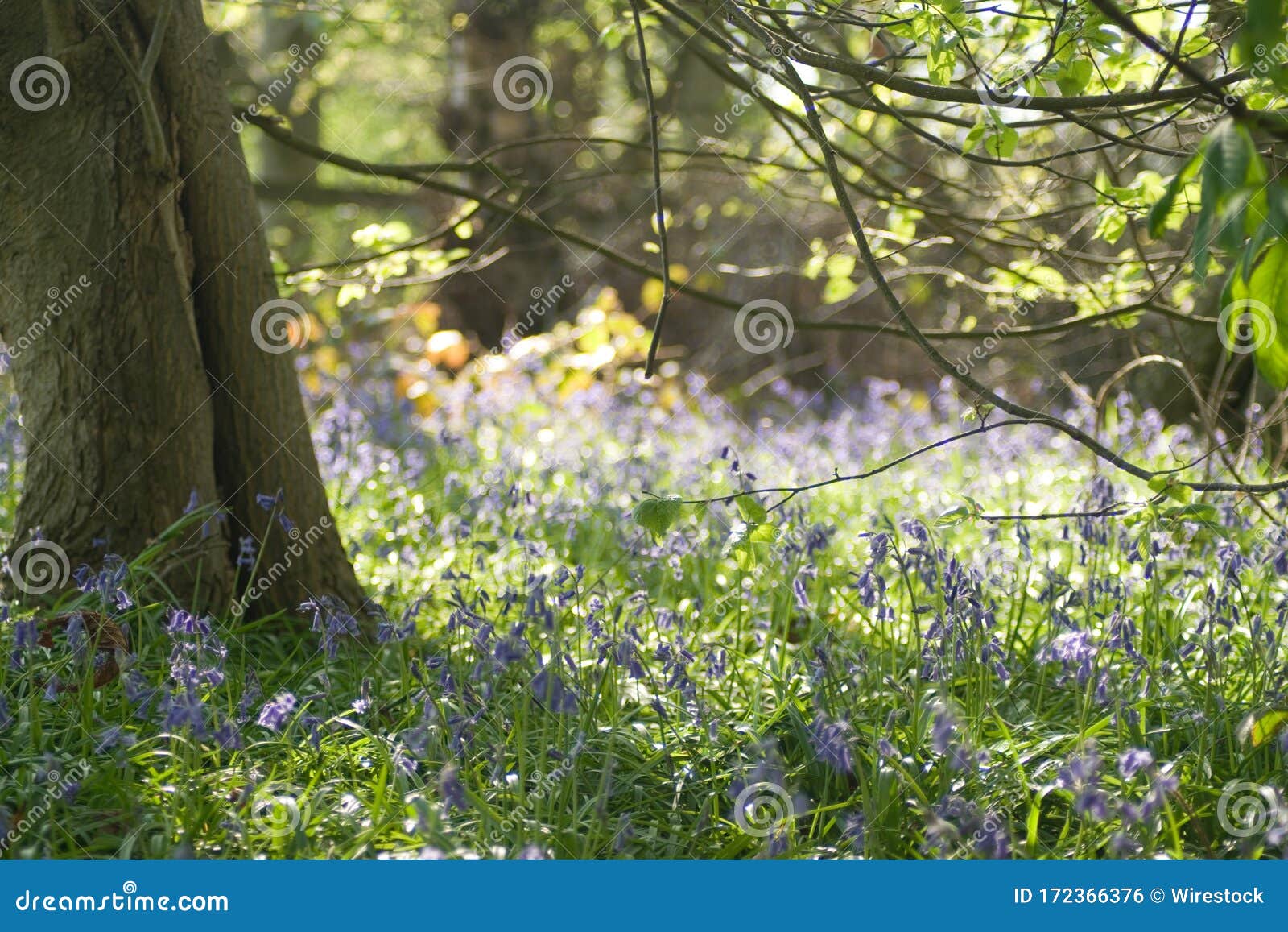 Forest Ground Covered with Bluebell Flowers in Spring Stock Photo ...