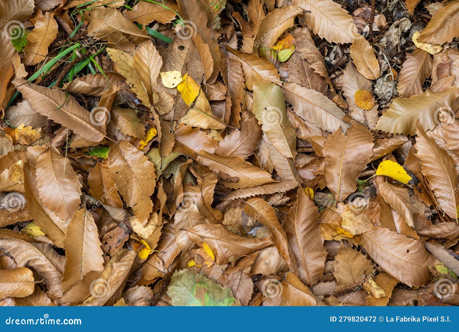 Forest ground at fall stock photo. Image of forest, background - 279820472