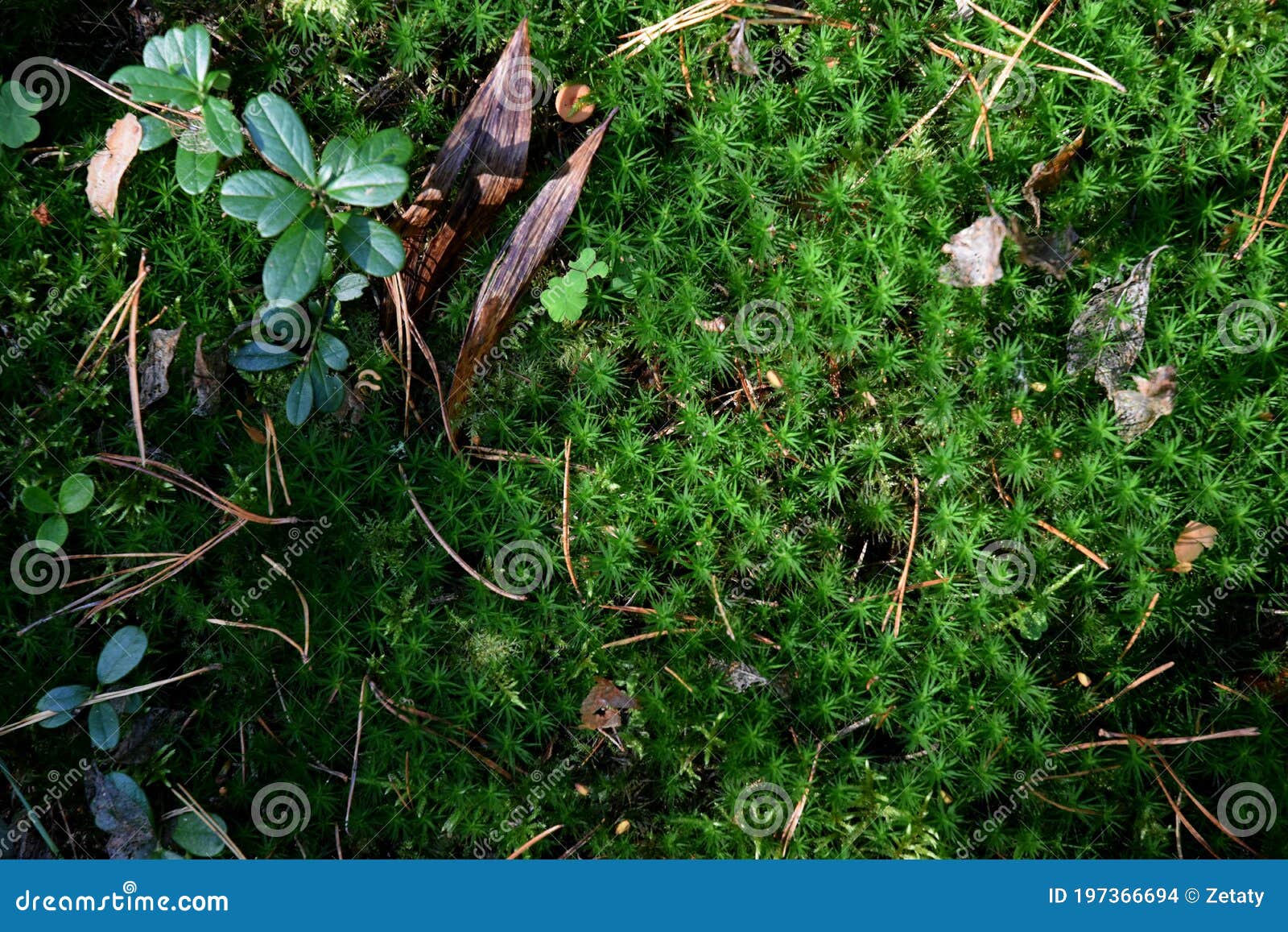 Forest Ground Floor with Moss Stock Photo - Image of floor, autumn ...