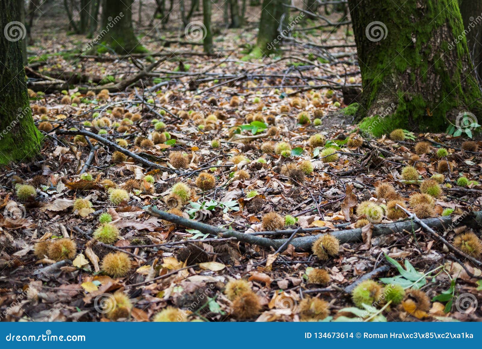Castanea Sativa Nuts on Forest Ground Stock Photo - Image of gathering ...