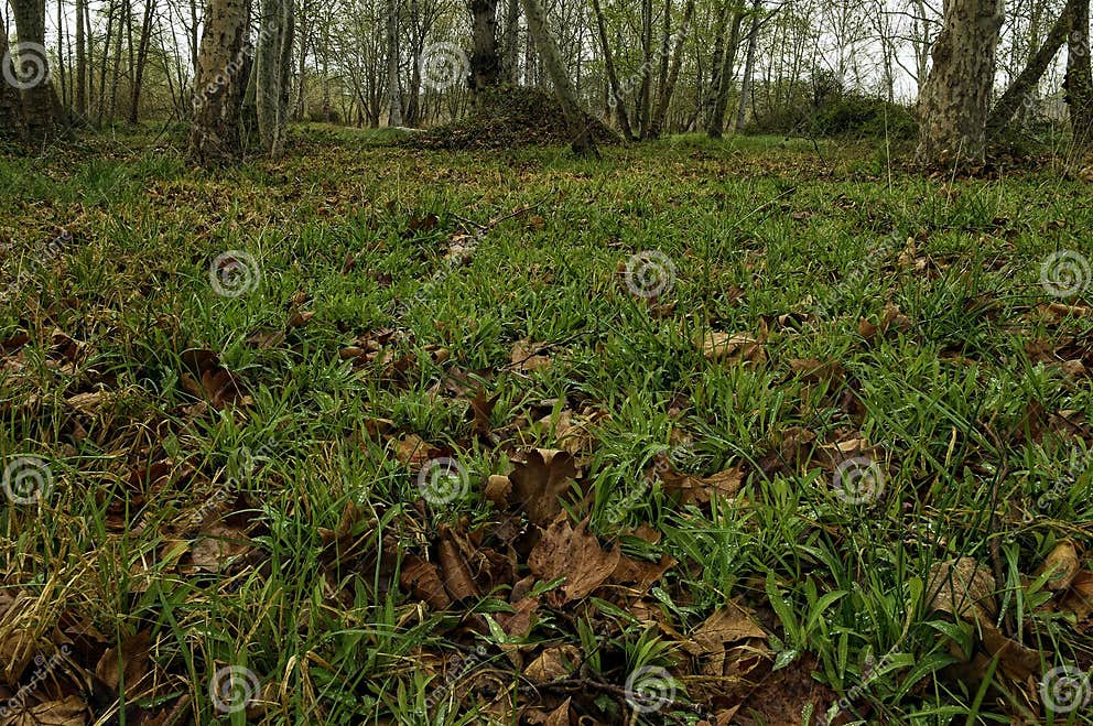 Forest at ground level stock image. Image of fall, concept - 202010385