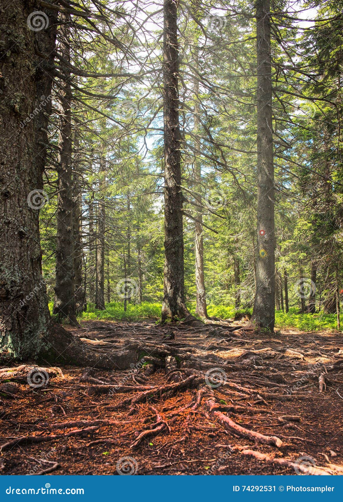 Forest Ground with Many Roots Stock Image - Image of dark, environment ...