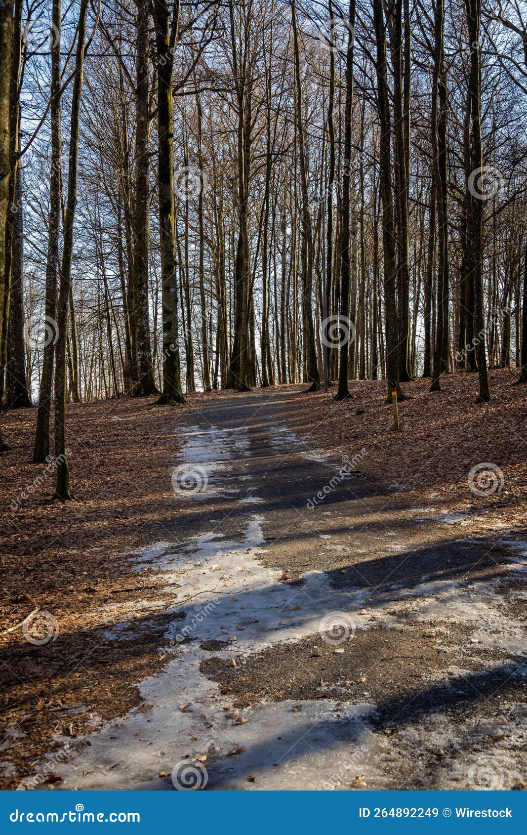 Forest Ground Path with High Sunny Leafless Trees, Vertical Shot Stock ...