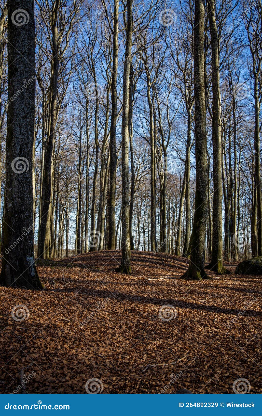 Forest Ground Path with High Sunny Leafless Trees, Vertical Shot Stock ...