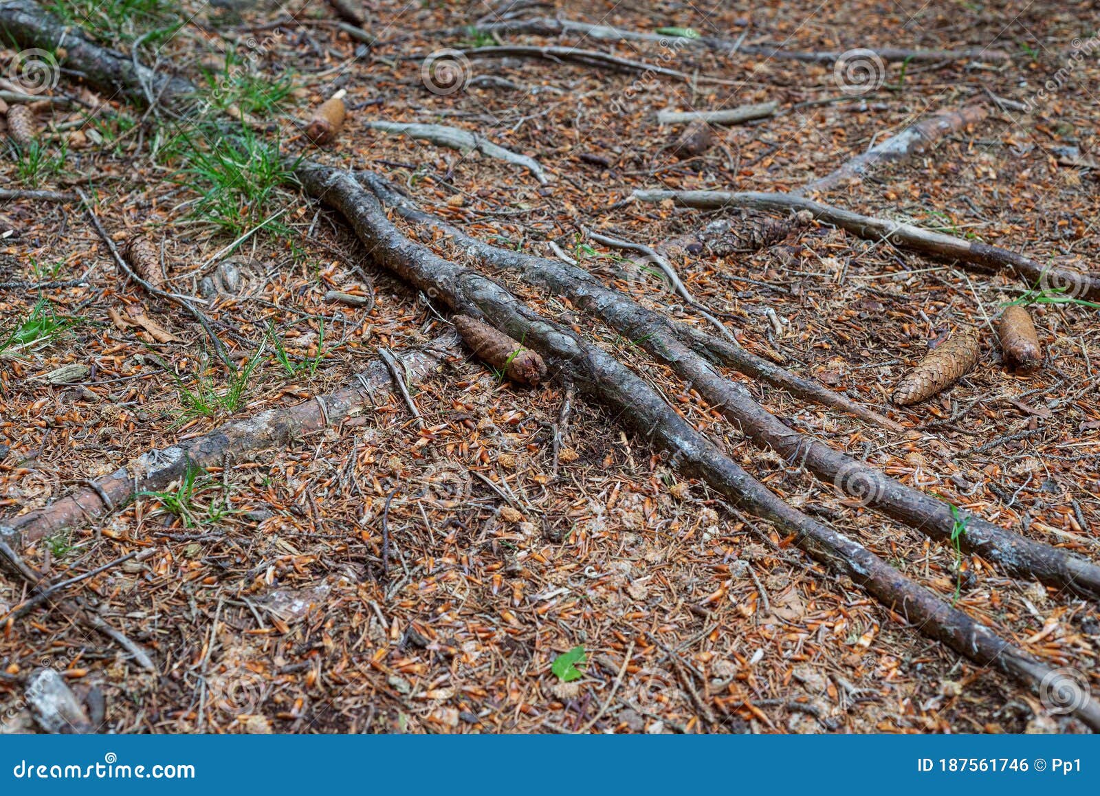 Forest Ground Pine Texture Detail Roots Cones, Spruce Trees Stock Photo ...