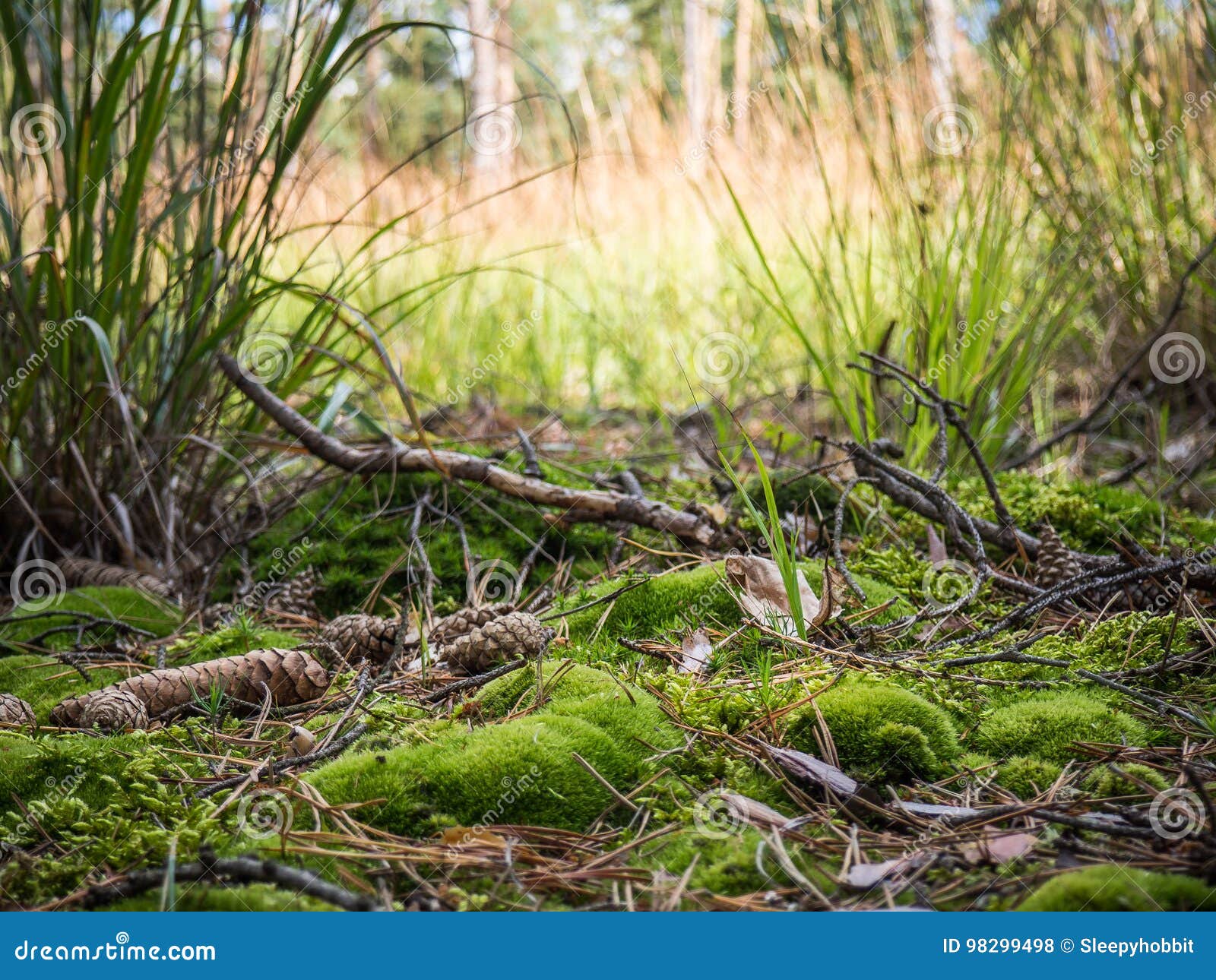 Forest Ground Shot, Czech Republic Stock Photo - Image of summer, floor ...