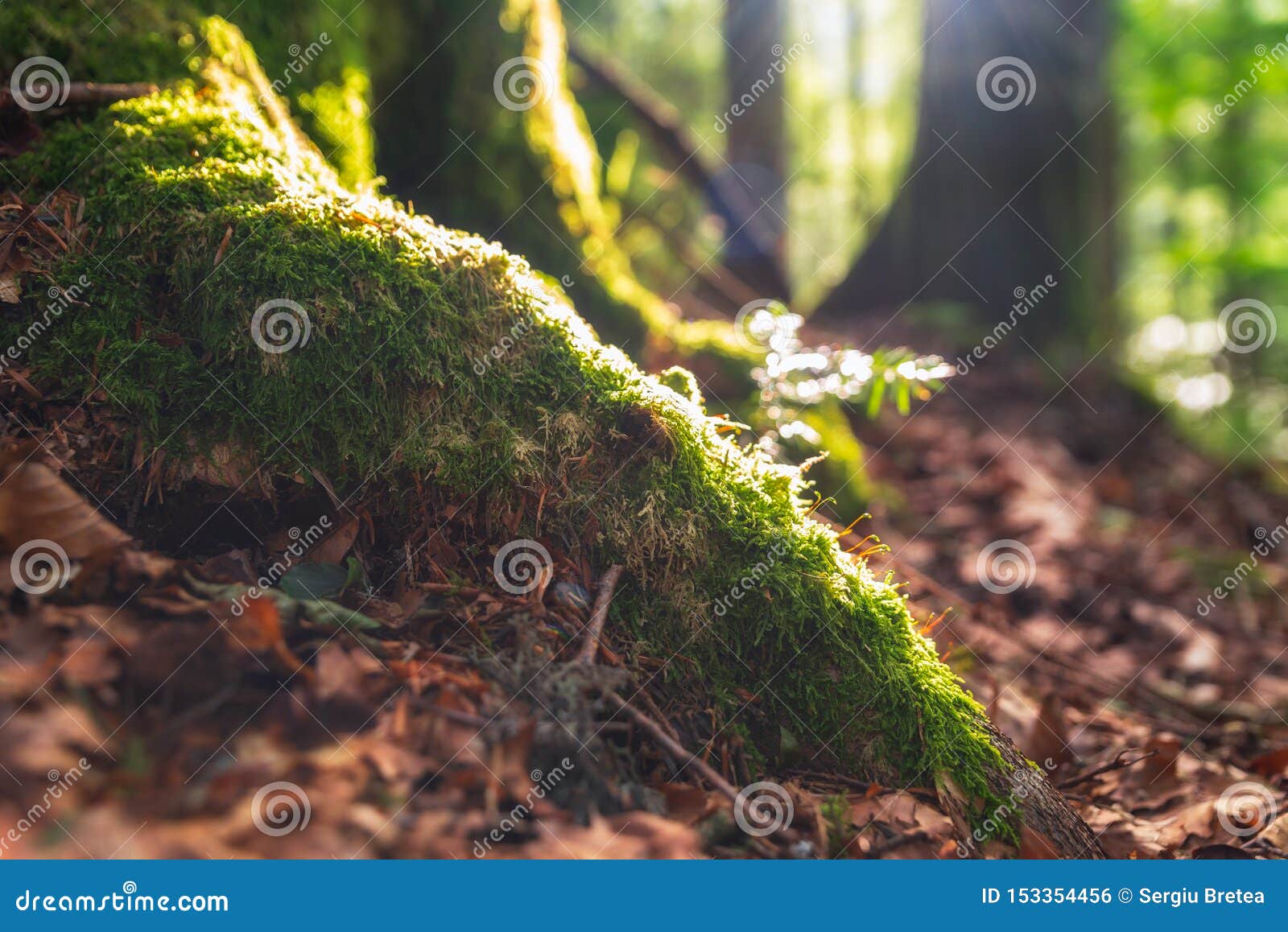 Sun-rays on the Forest Ground Stock Photo - Image of trunk, wild: 153354456