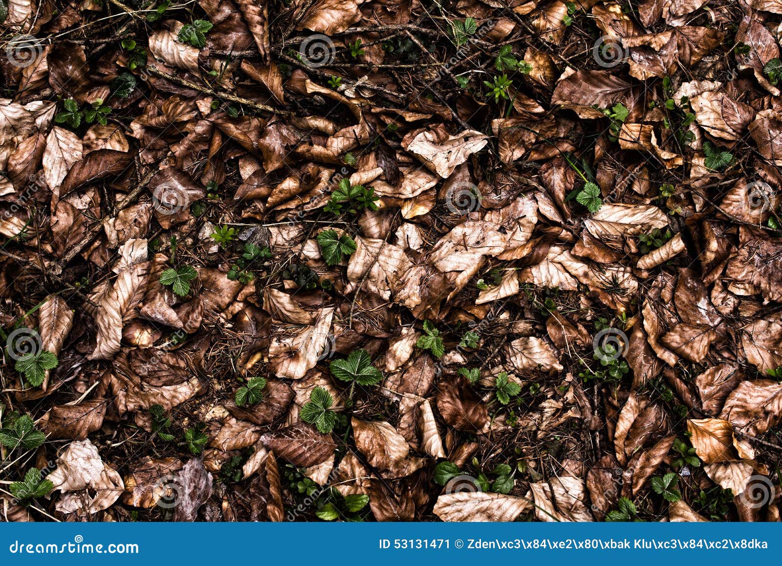 Forest ground texture stock image. Image of brown, abstract - 53131471