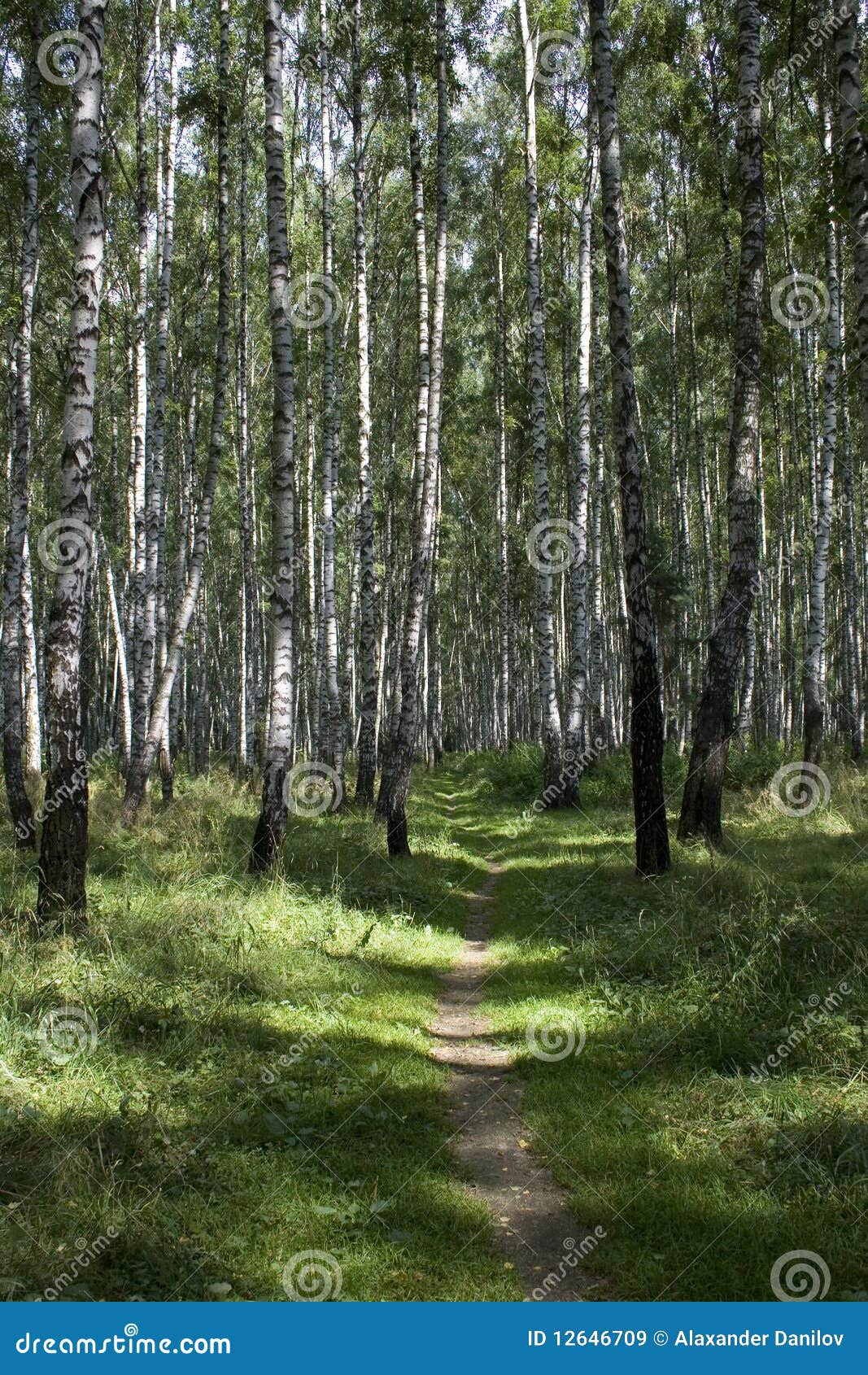Forest, a grove, stock image. Image of grove, beauty - 12646709