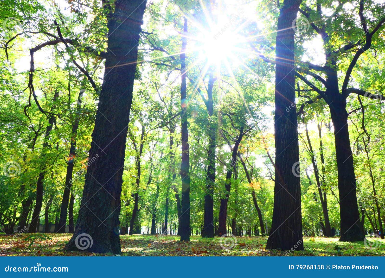Forest grove stock photo. Image of trees, grass, park - 79268158