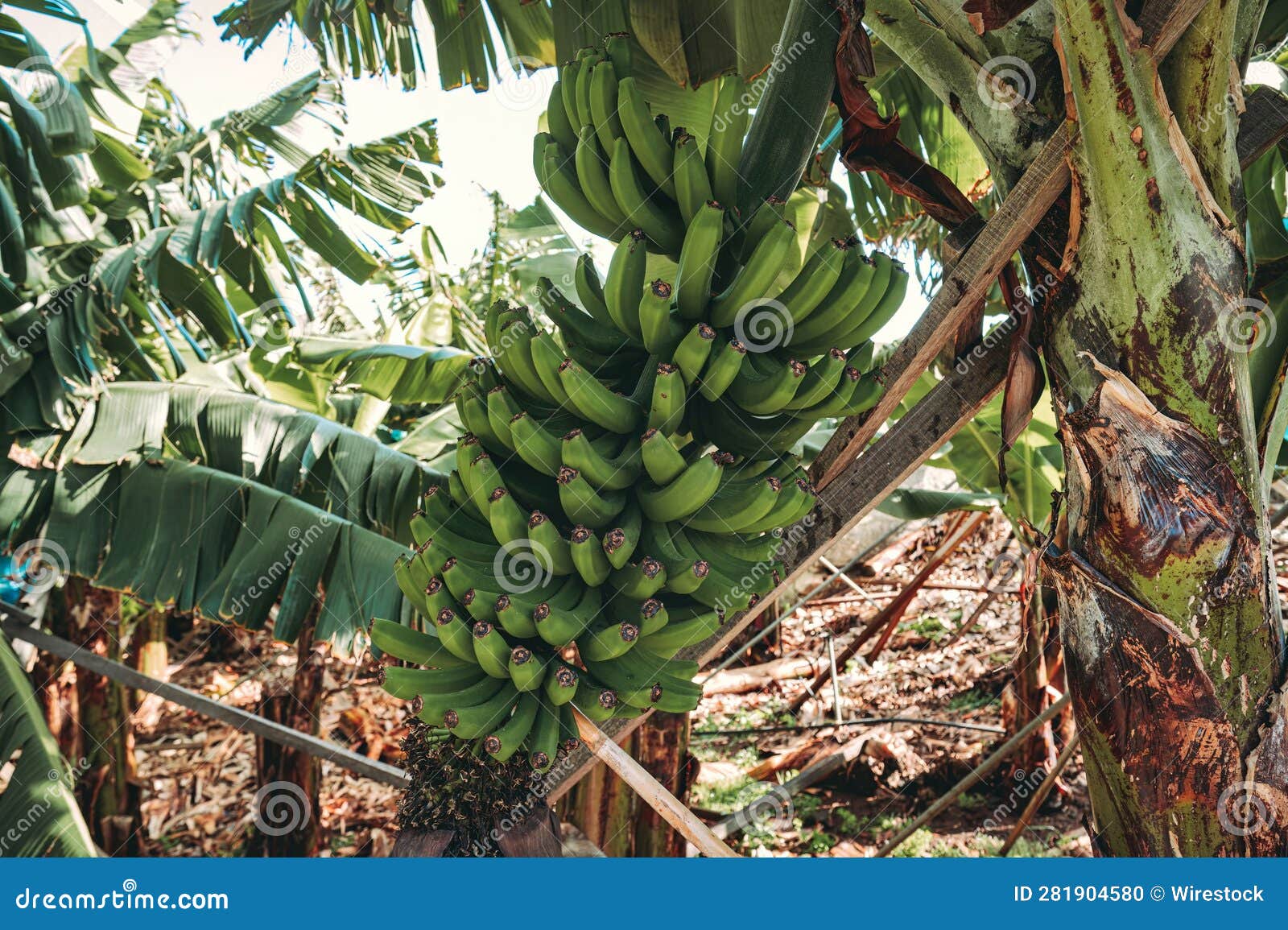 Forest with Growing Bananas Stock Photo - Image of tropical, lush ...