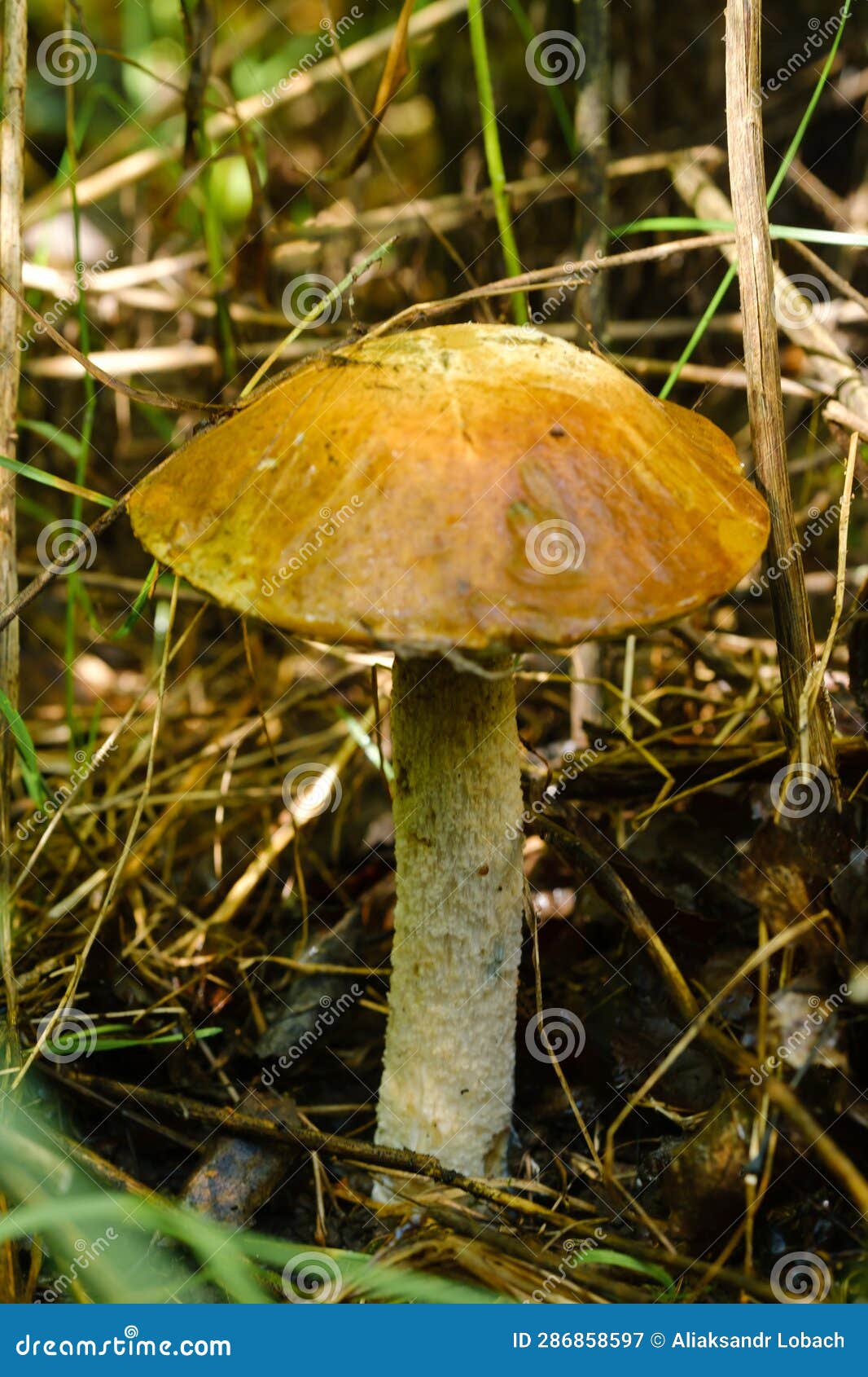In The Forest Grows A Magnificent Mushroom Podberezovik Forest Mushrooms Stock Image Image Of