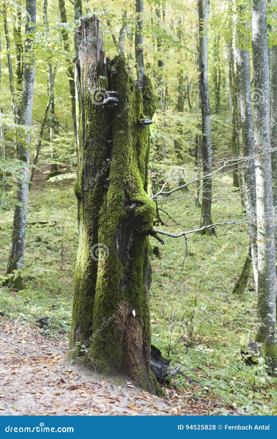 Forest guardian stock photo. Image of croatia, destination - 94525828